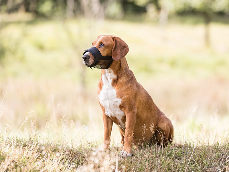 Maulkörbe für Hunde – TRIXIE Heimtierbedarf GmbH & Co. KG